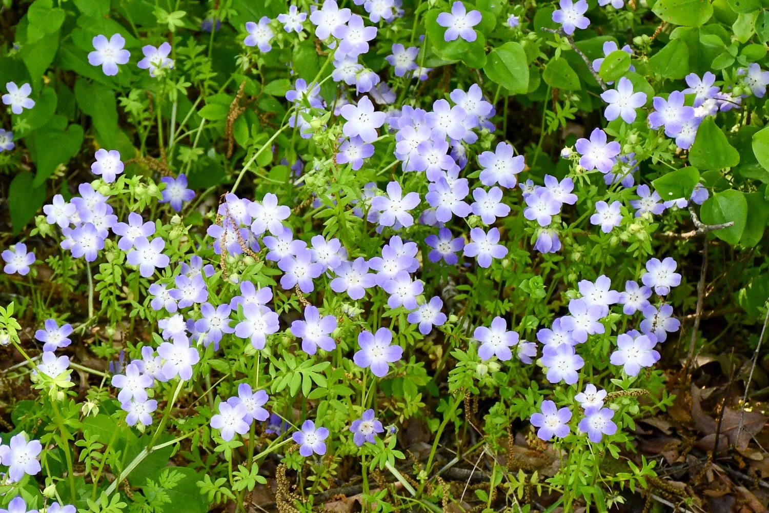 Native Wildflower Seedlings of January | Meristem