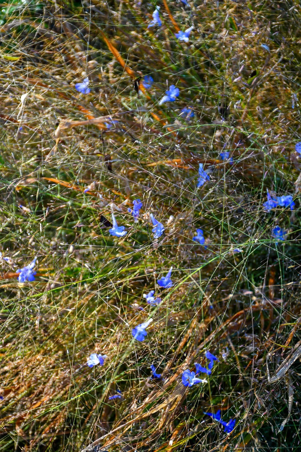 Salvia azurea | prairie sage | Meristem