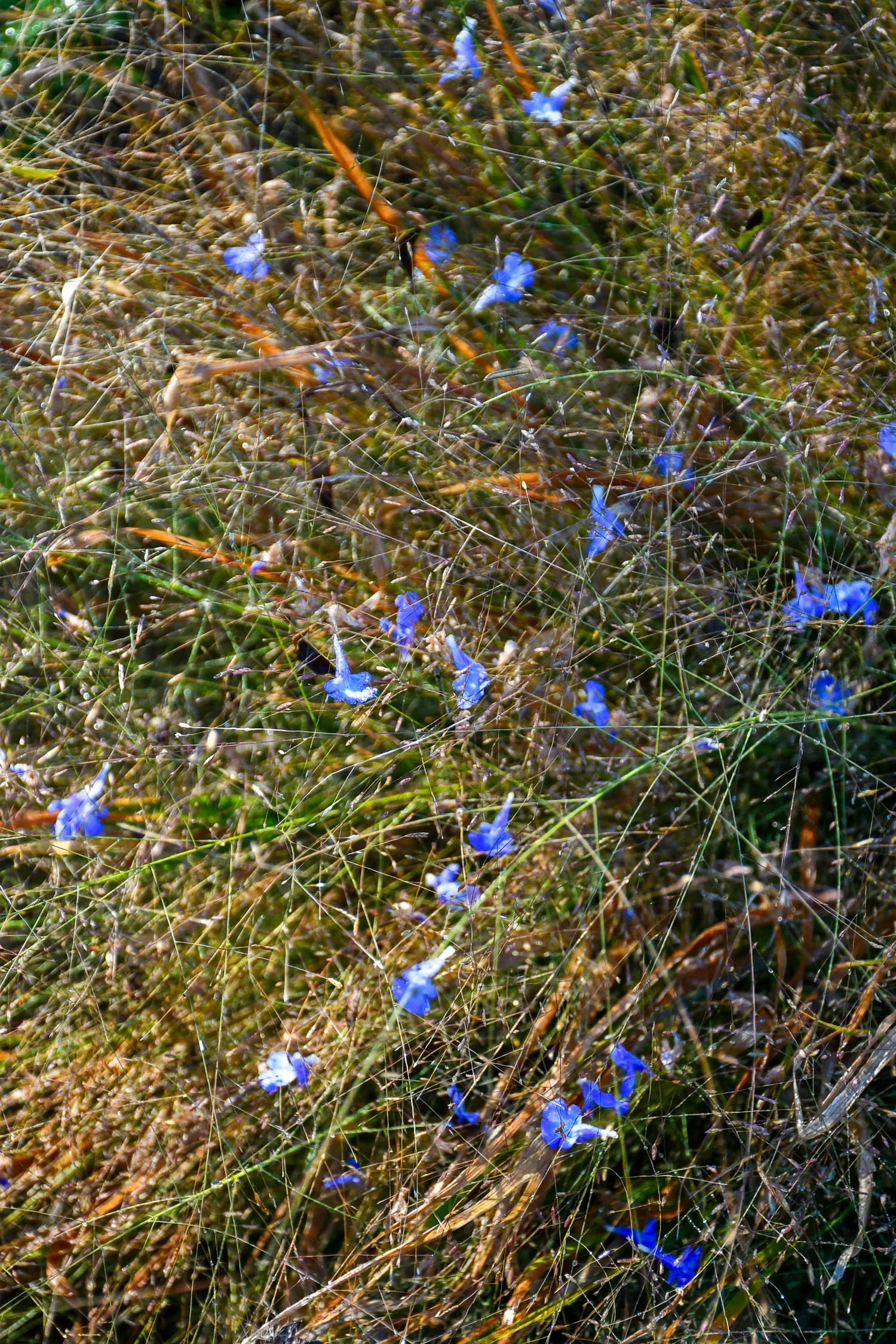 Salvia azurea | prairie sage | Meristem