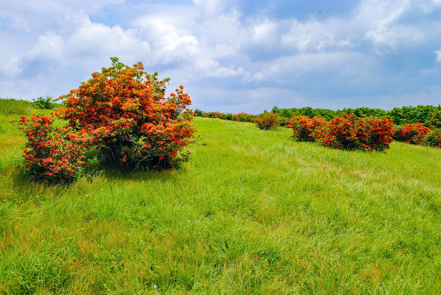 What is Matrix Planting? | Meristem