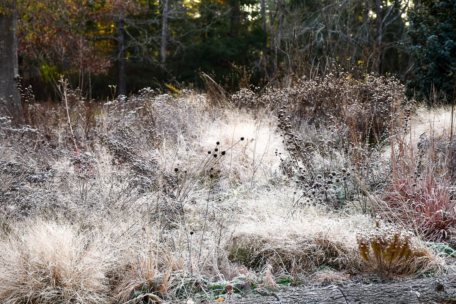The Power of Repetition: How Repeating Plants Unifies PLANTINGS | Meristem