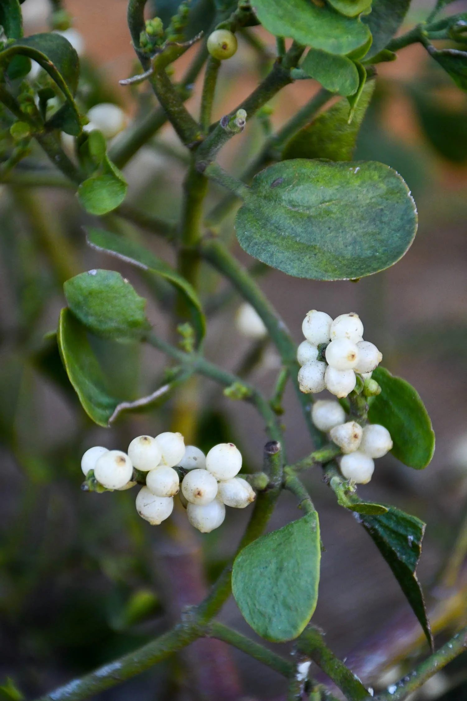 Phoradendron leucarpum | American mistletoe | Meristem