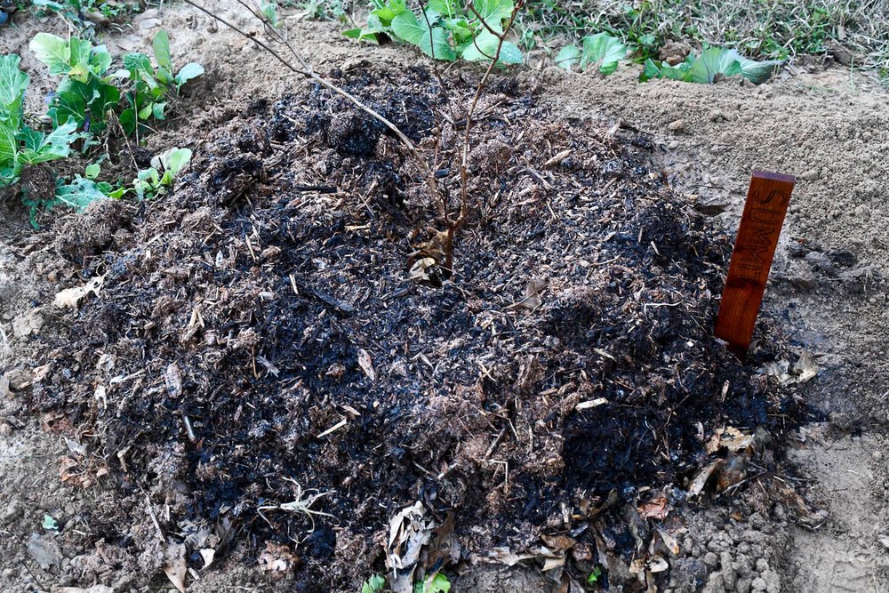 The Case for Bare-Root Plants | Meristem