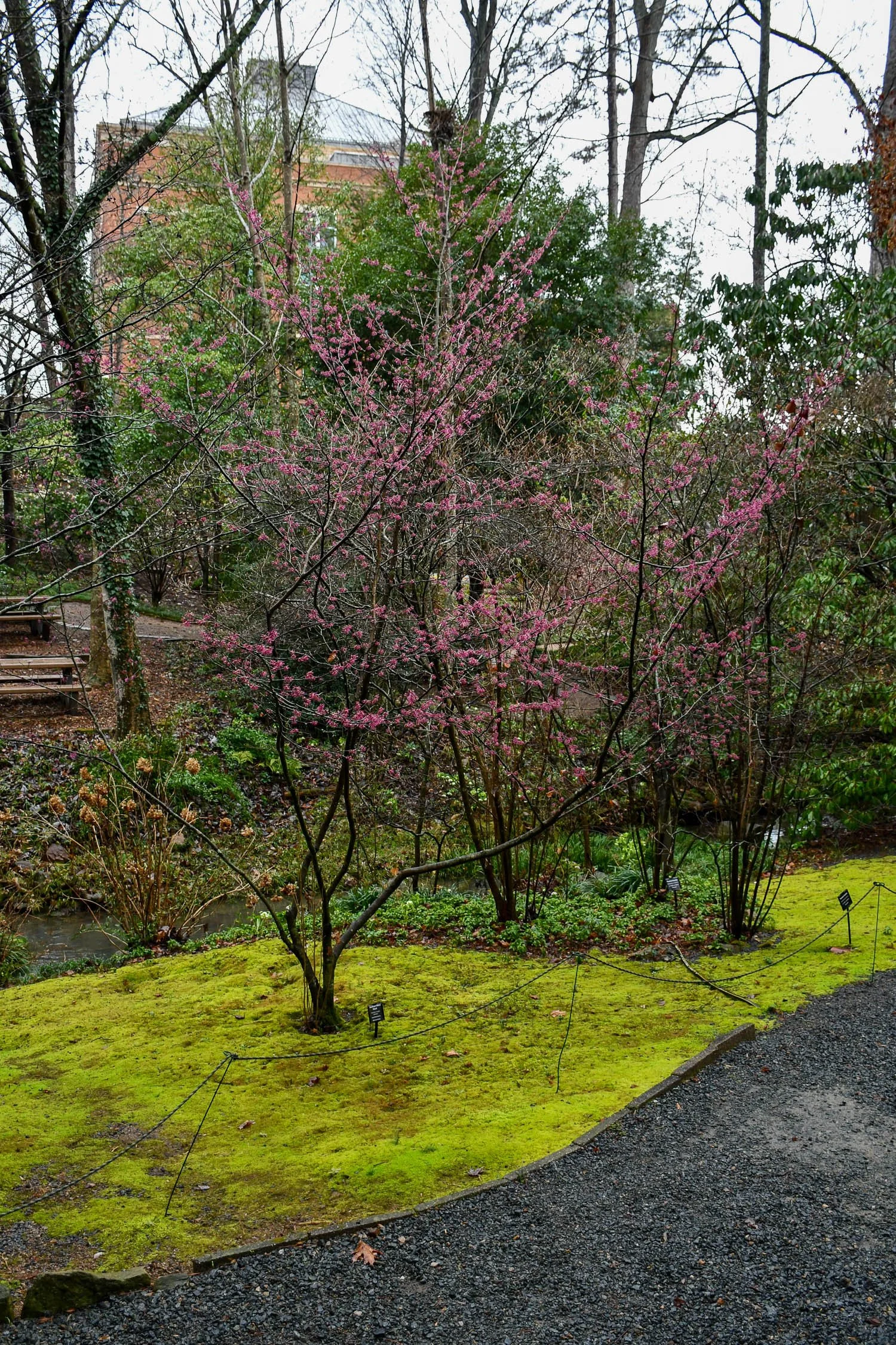 UNC Charlotte Botanical Gardens | Meristem