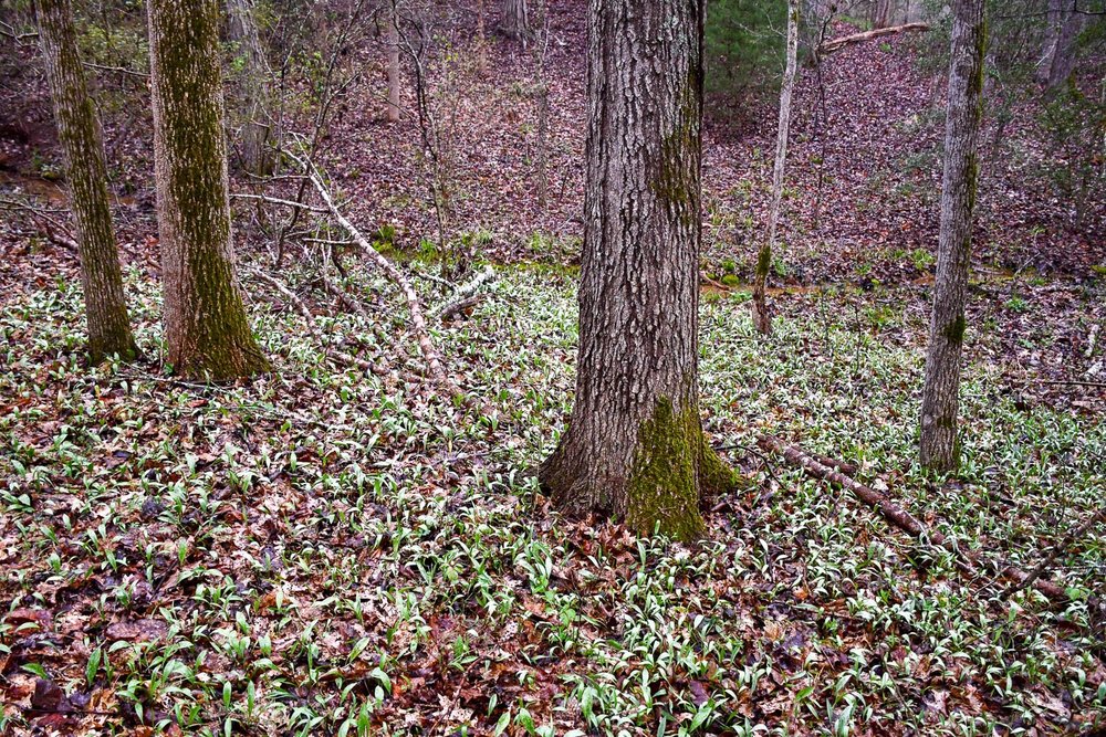Erythronium albidum | white trout lily | Meristem