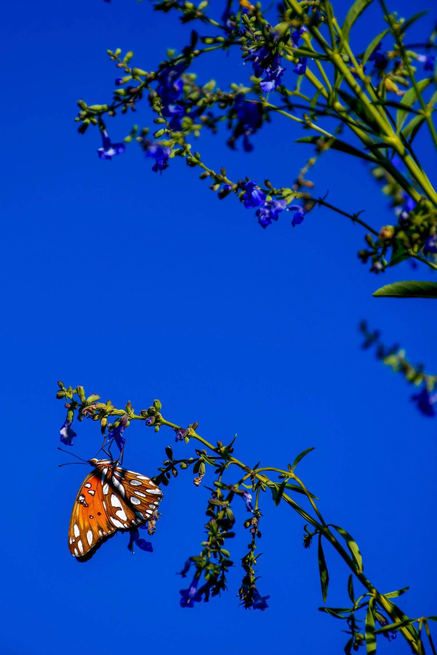 Salvia azurea | prairie sage | Meristem