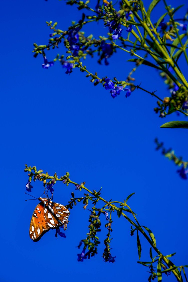 Salvia azurea | prairie sage | Meristem