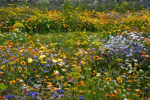 Superbloom | Meristem