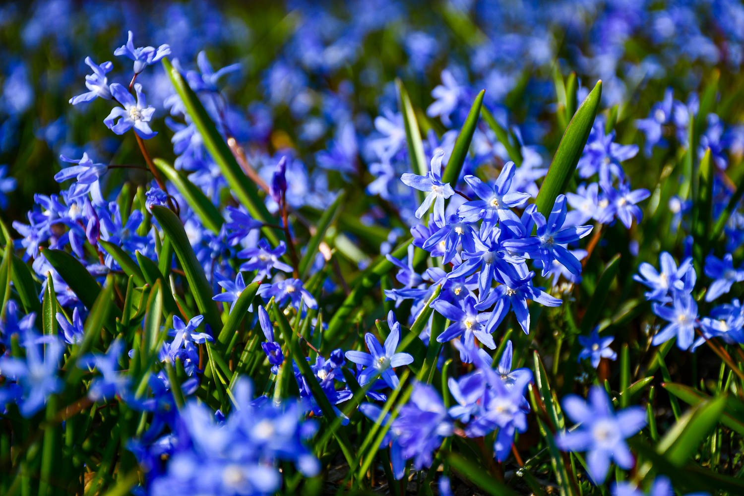 Wintherthur and The Scott Arboretum in Early Spring | Meristem