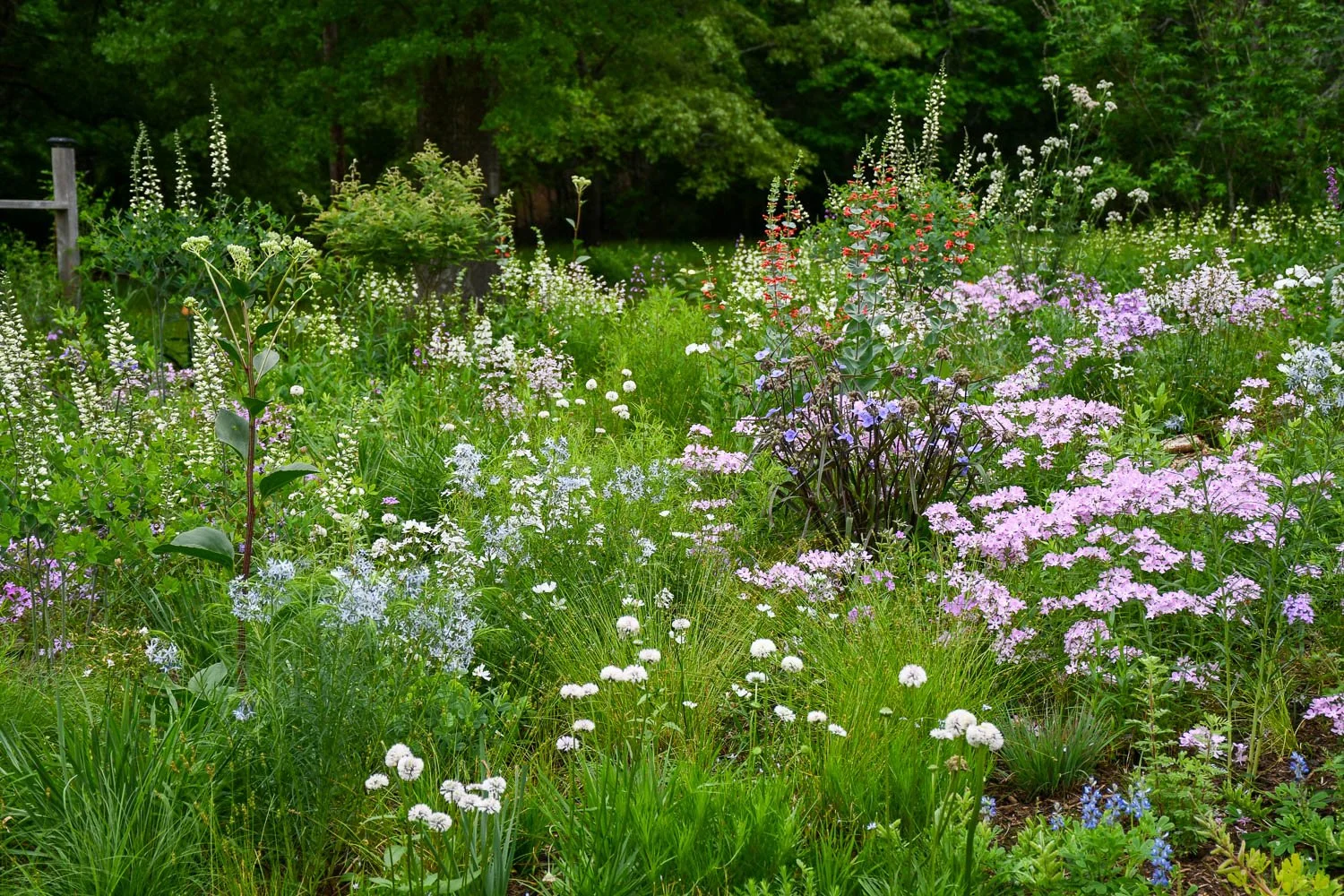 Marshallia caespitosa | clumping Barbara's buttons | Meristem
