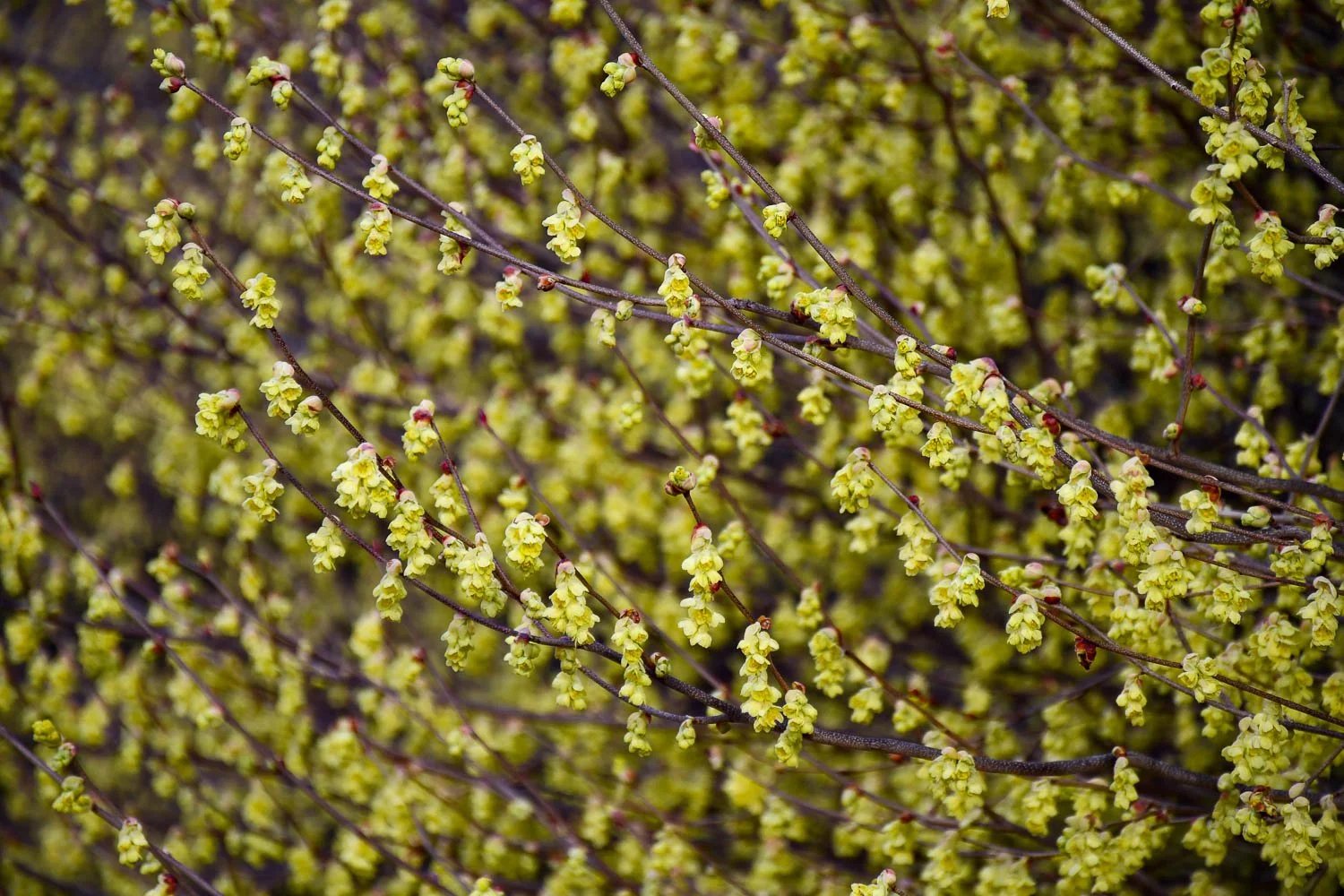 Wintherthur and The Scott Arboretum in Early Spring | Meristem