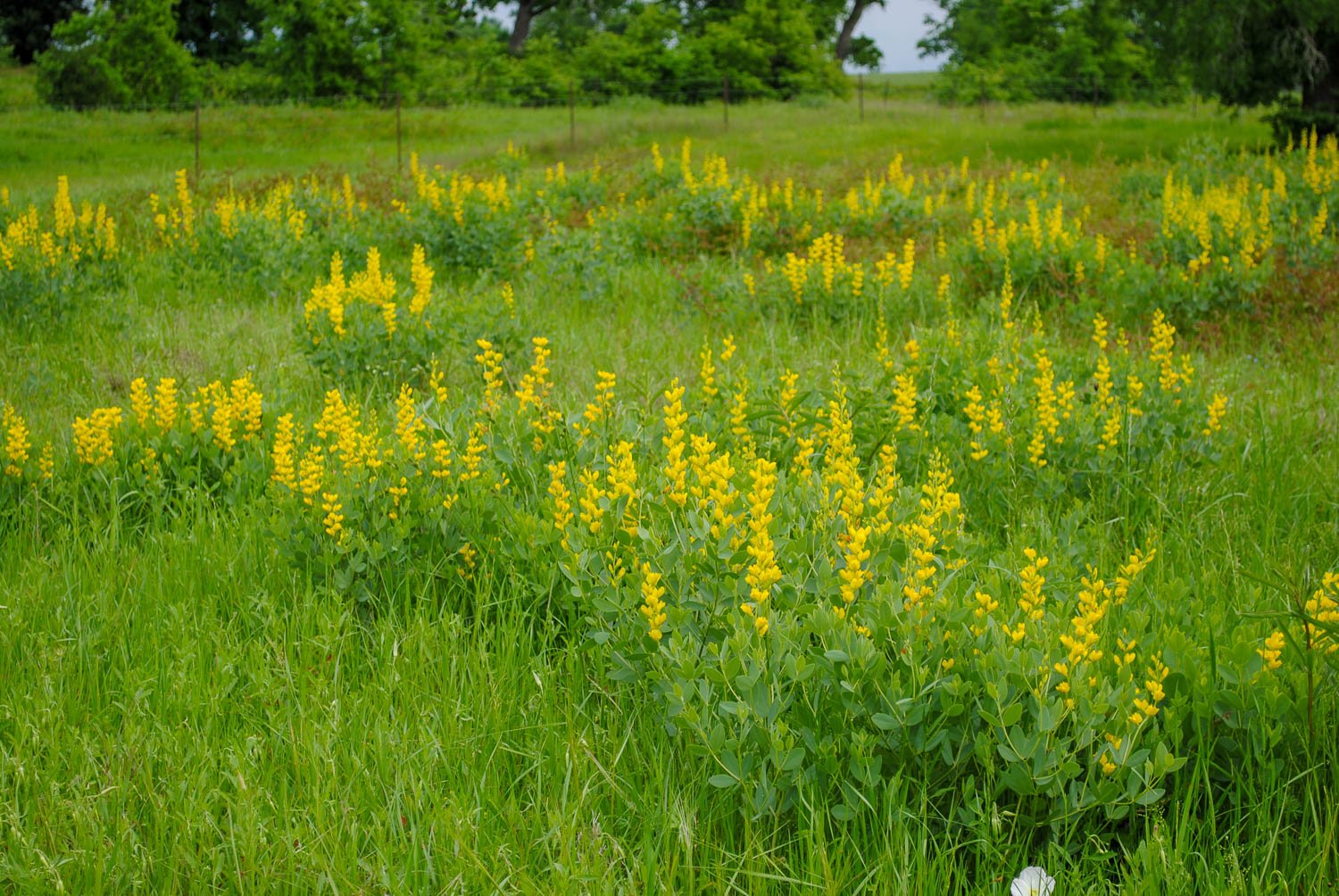 Layer by Layer: Simplifying Naturalistic Planting Design | Meristem