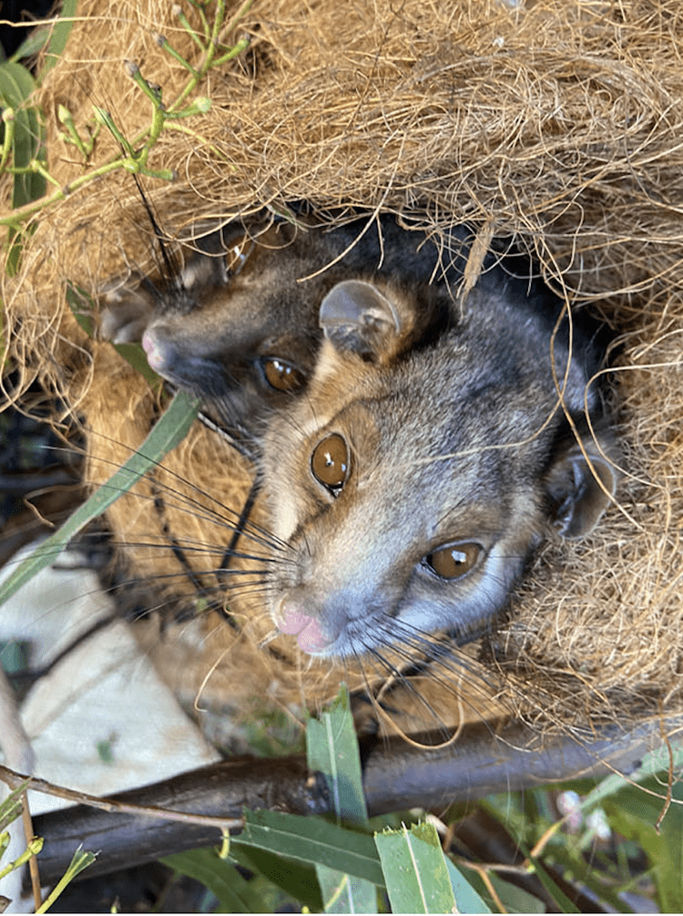 Council kills possums and possum habitat — Michael Mobbs' Sustainable House
