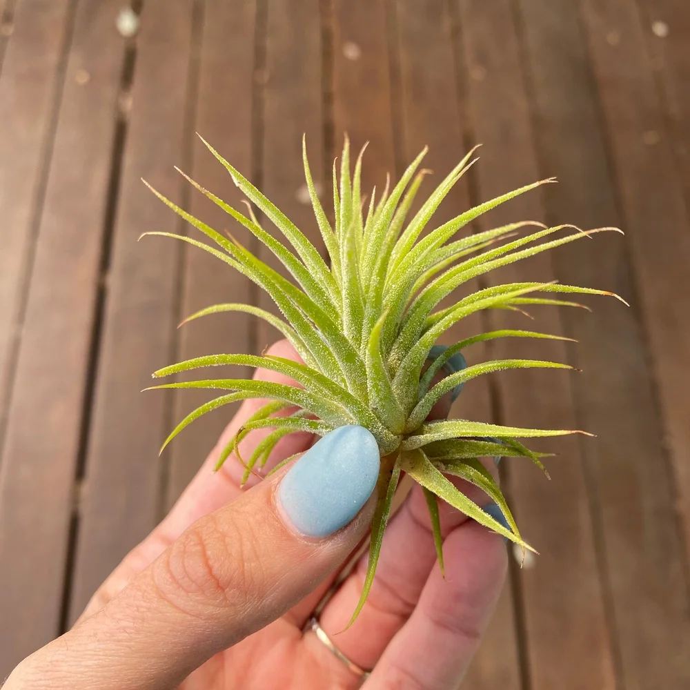 Ionantha Air Plant Flower