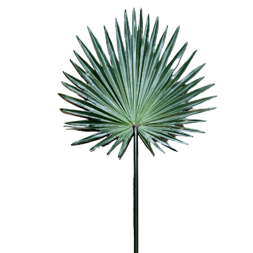 Fan Leaf Palm Trees