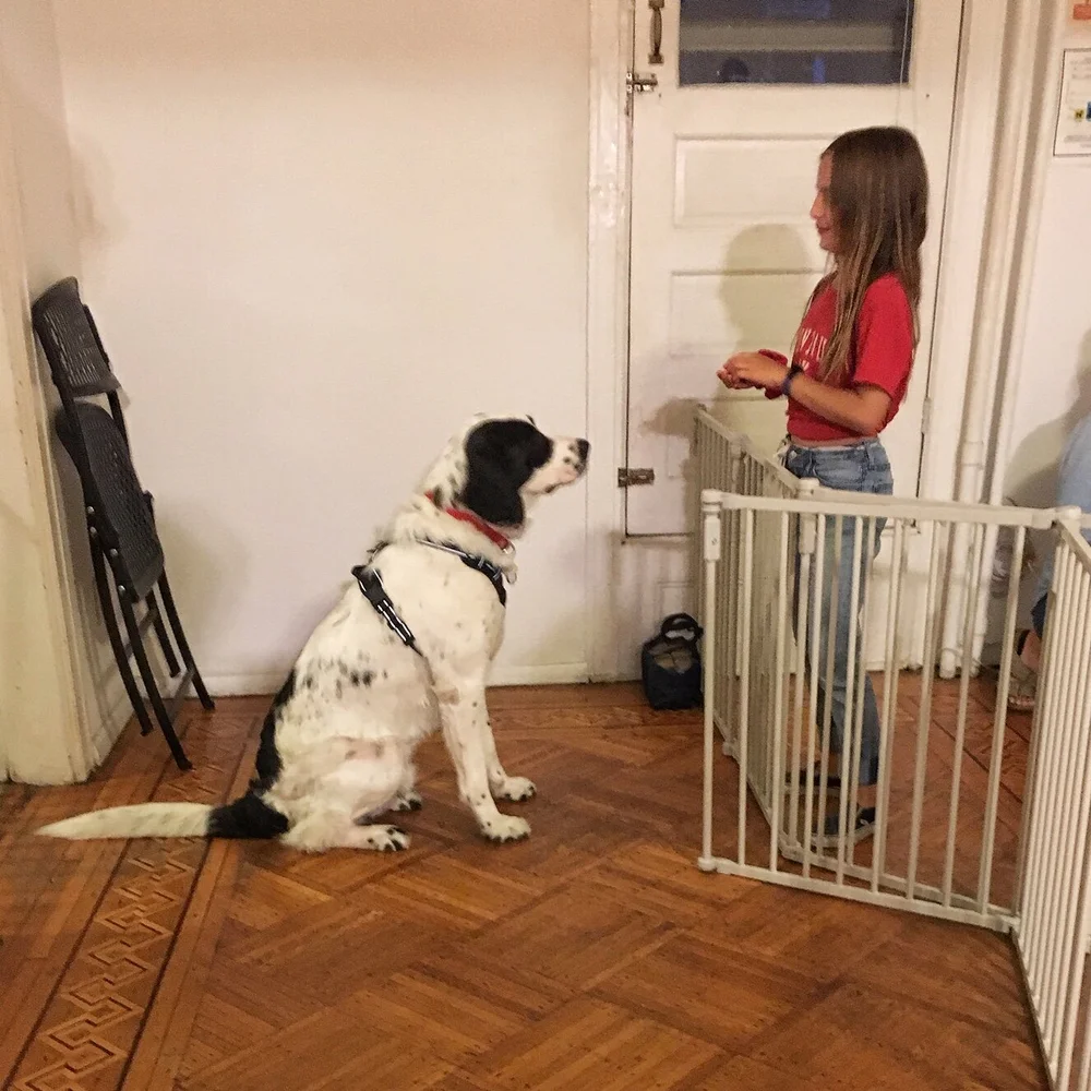 How To Keep Dog From Running Out Gate