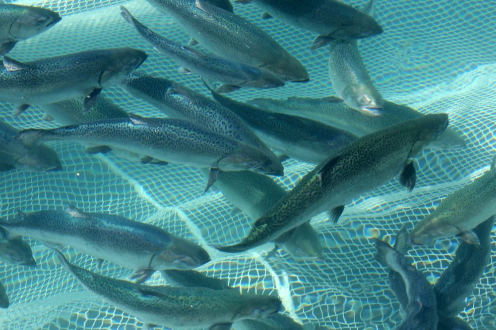 A+ Resource Library — A Plus New Zealand Sustainable Aquaculture ...