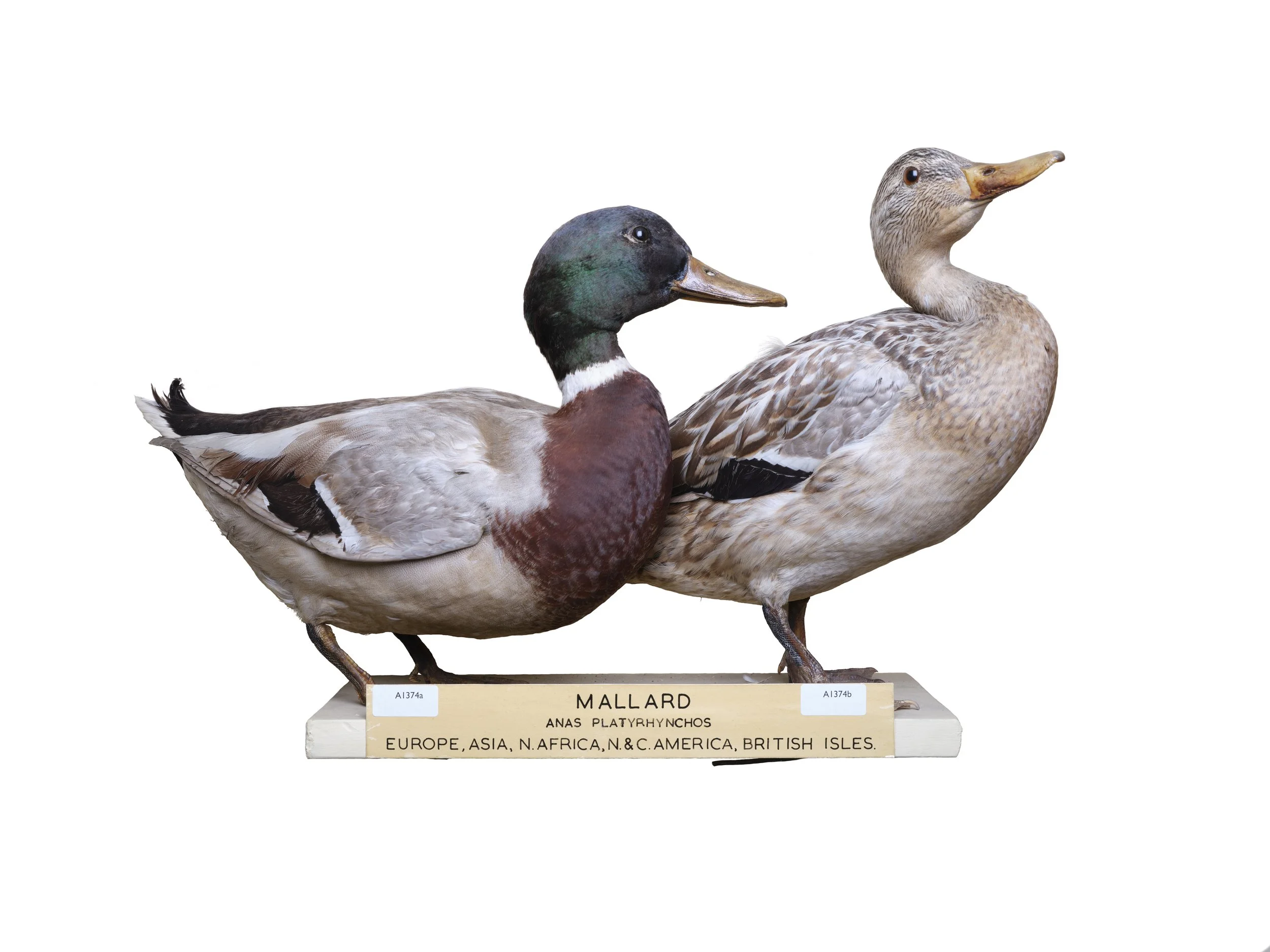 Patrick Marks Photography