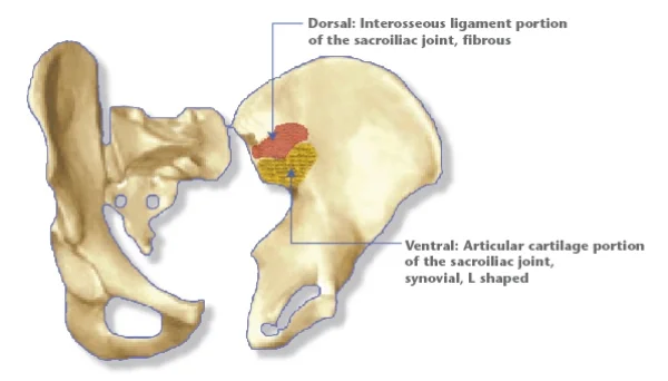 Posterior Inferior Access Cartilage Identification — SI-TECHNOLOGY