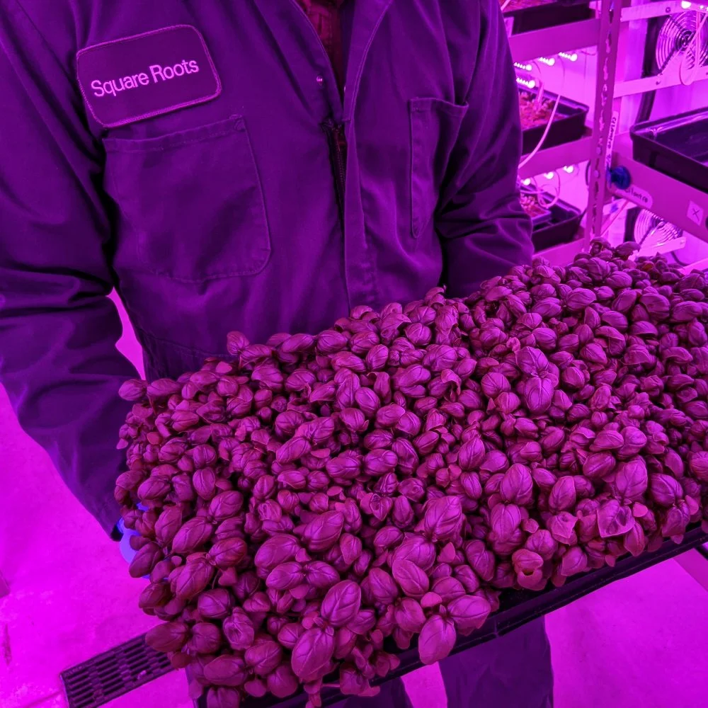 Square Roots v2 — Via Chicago