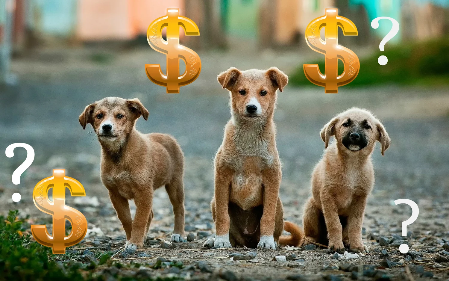 Is There Money In Dog Training