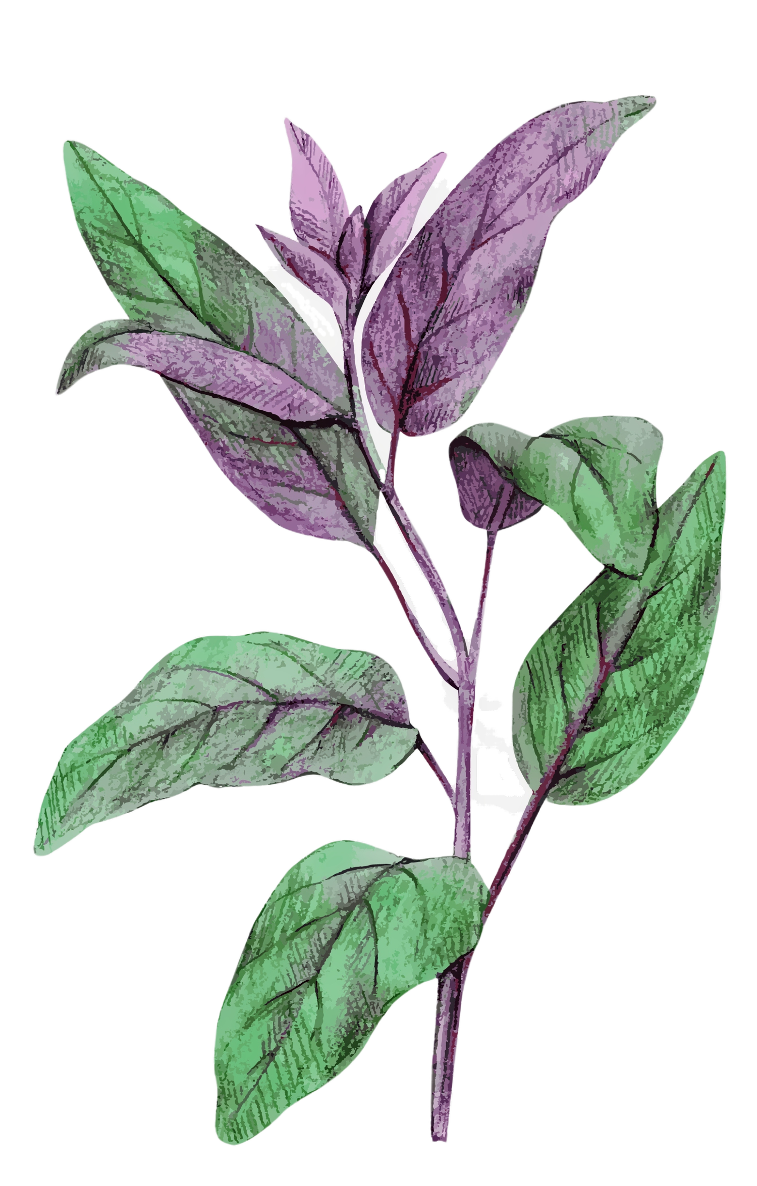 Desert Sage Herbs