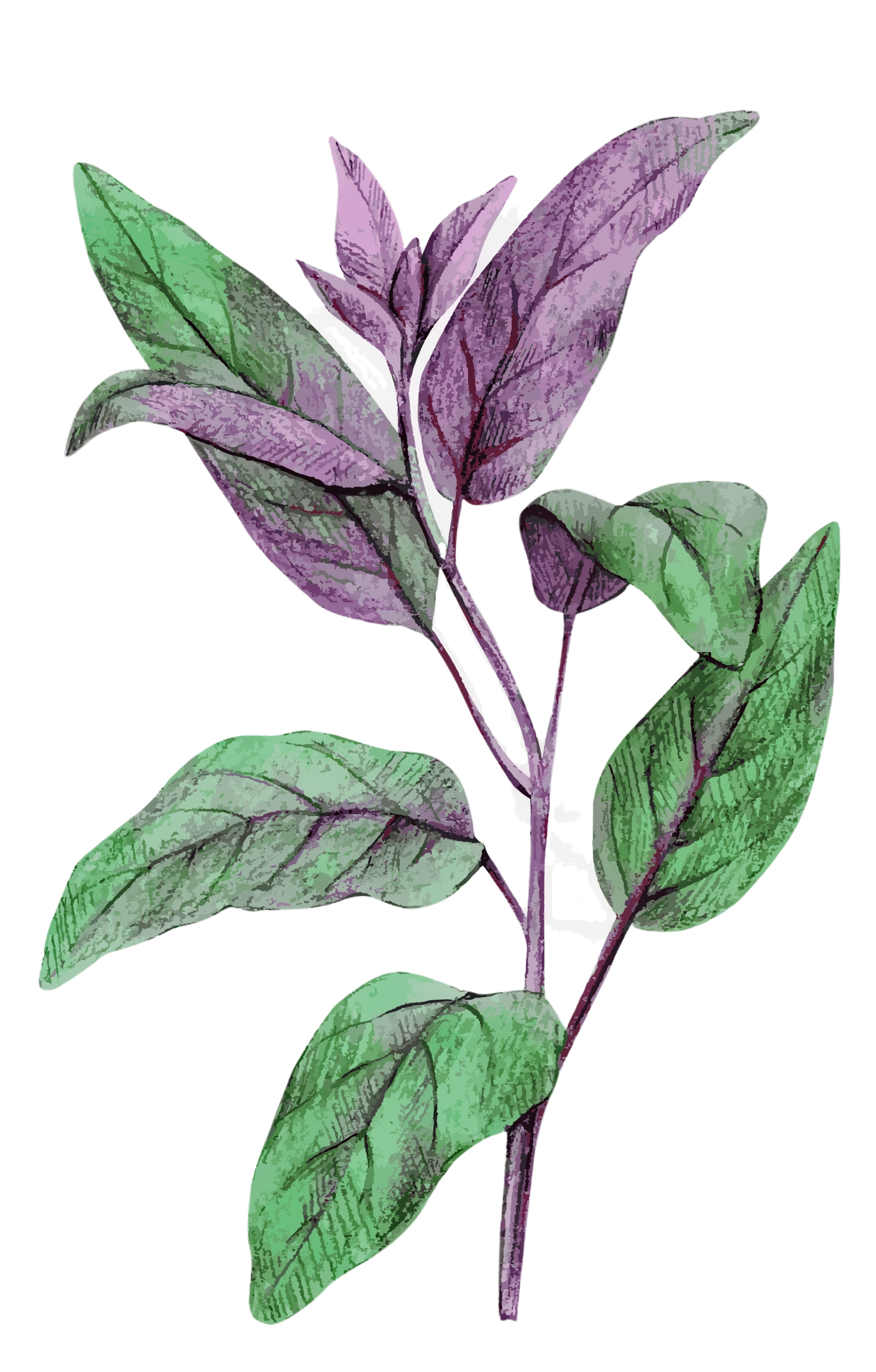 Desert Sage Herbs