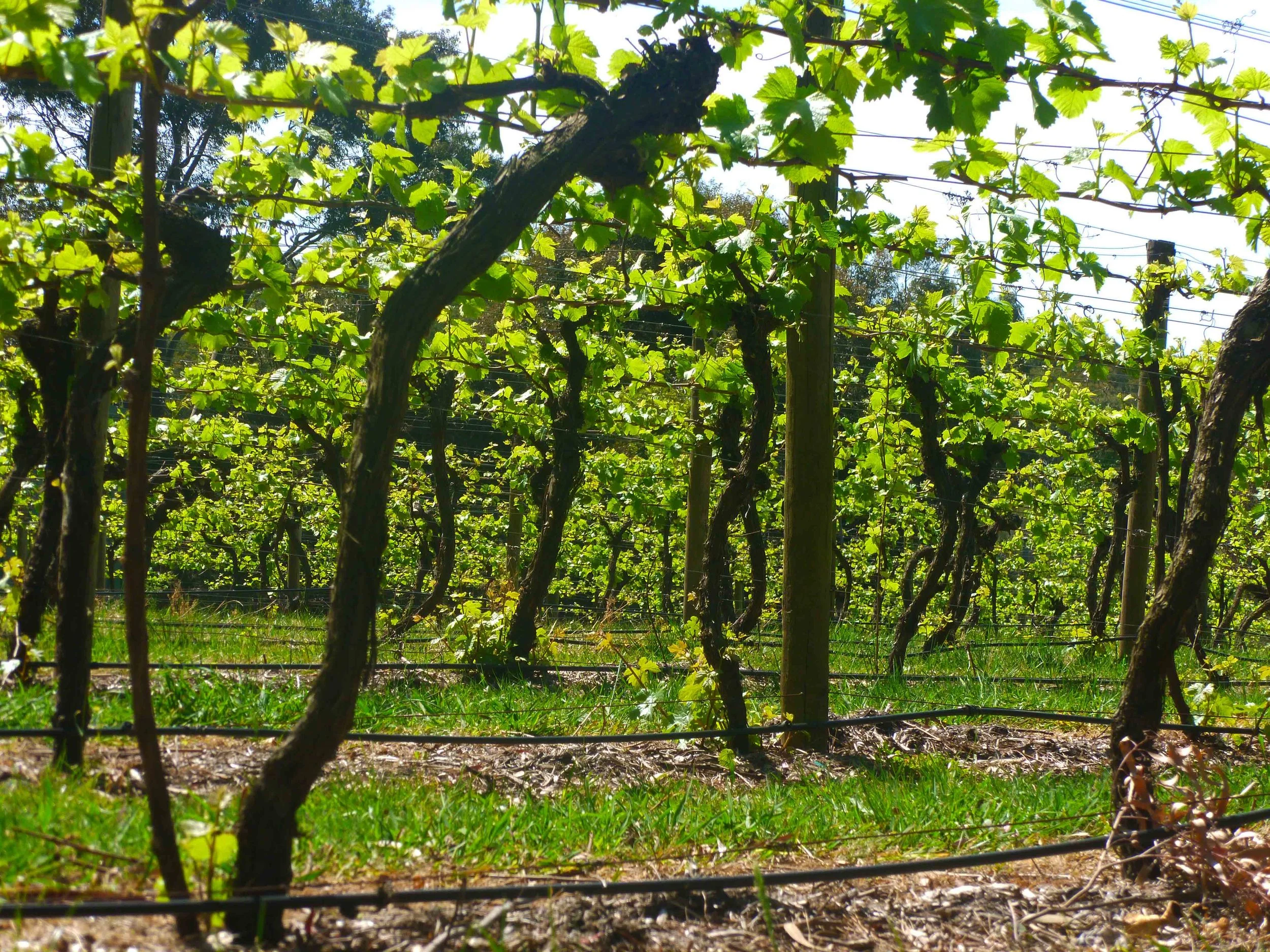 The Vineyard — Merricks Estate