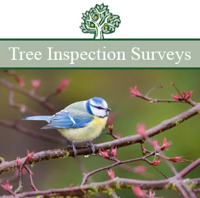 Tree Surgeons London, based in North London, Highbury, Islington ...