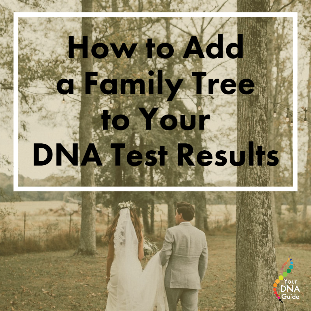 4th Cousin DNA Matches: How Real Are They? - Your DNA Guide - Diahan ...