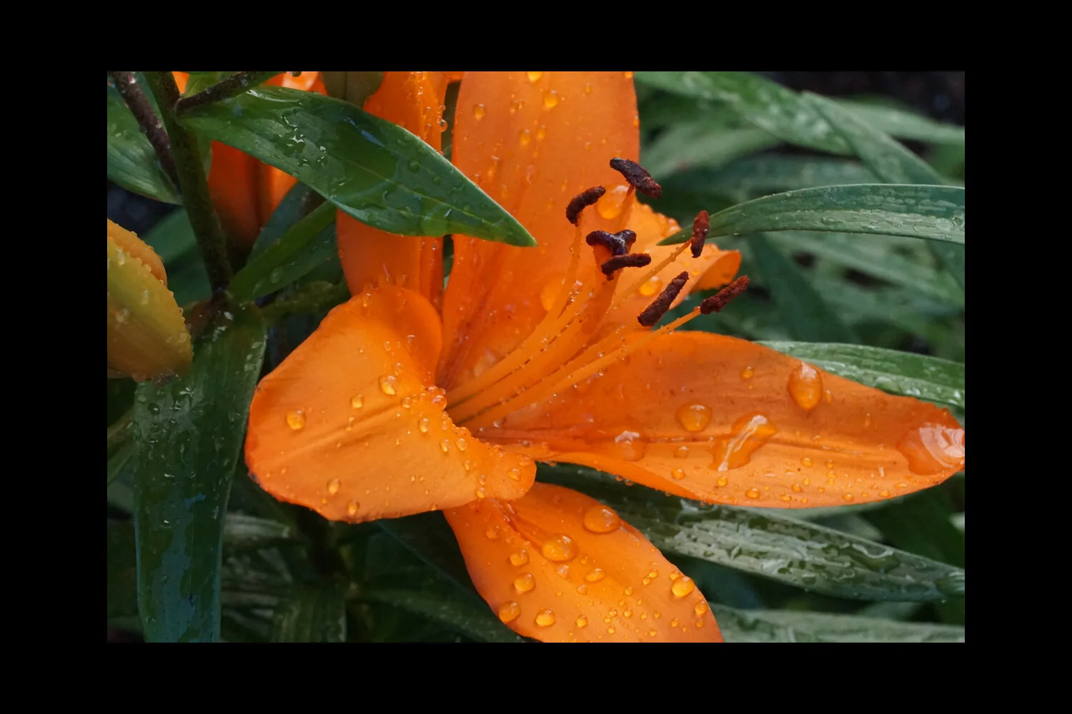 AGD Members Gallery — Art Guild of the Delta