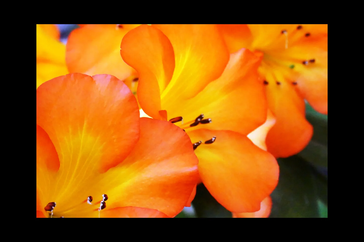 AGD Members Gallery — Art Guild of the Delta