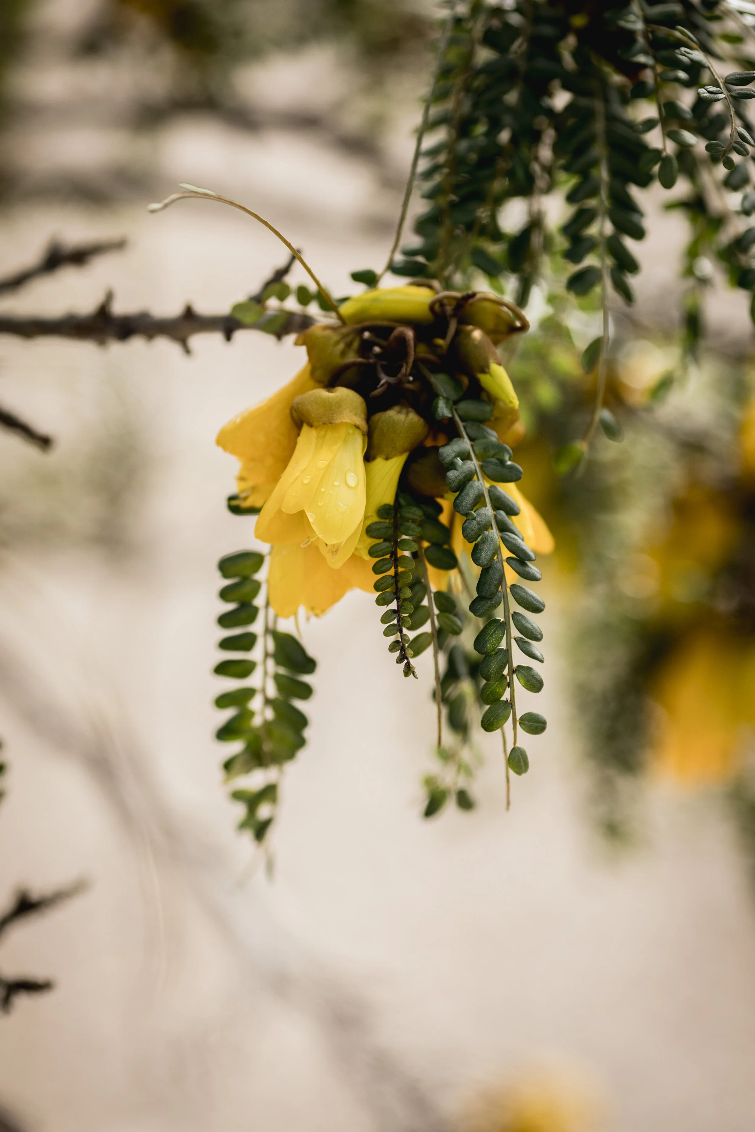 Wakatu Incorporation