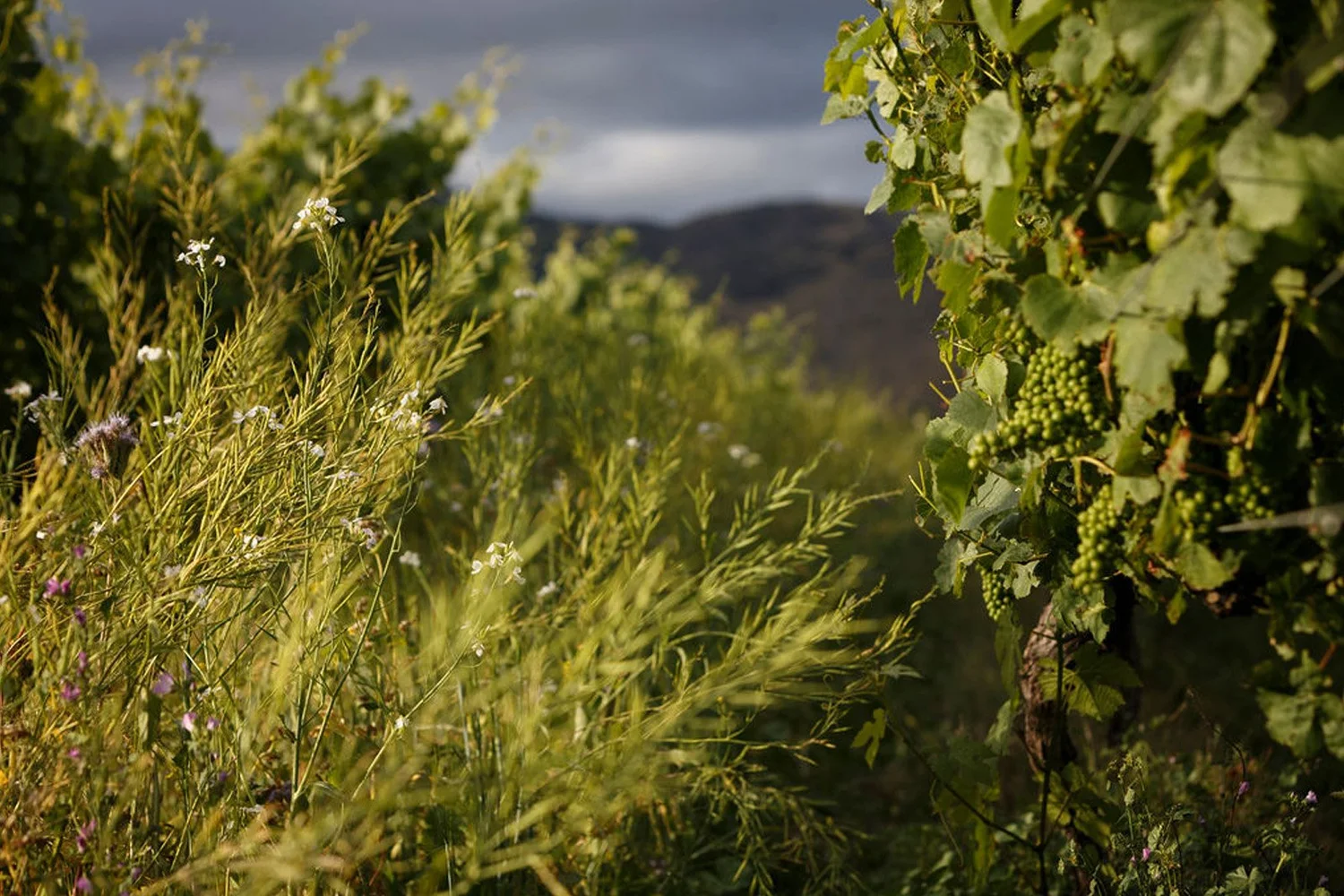 Whenua | Land — Wakatu Incorporation