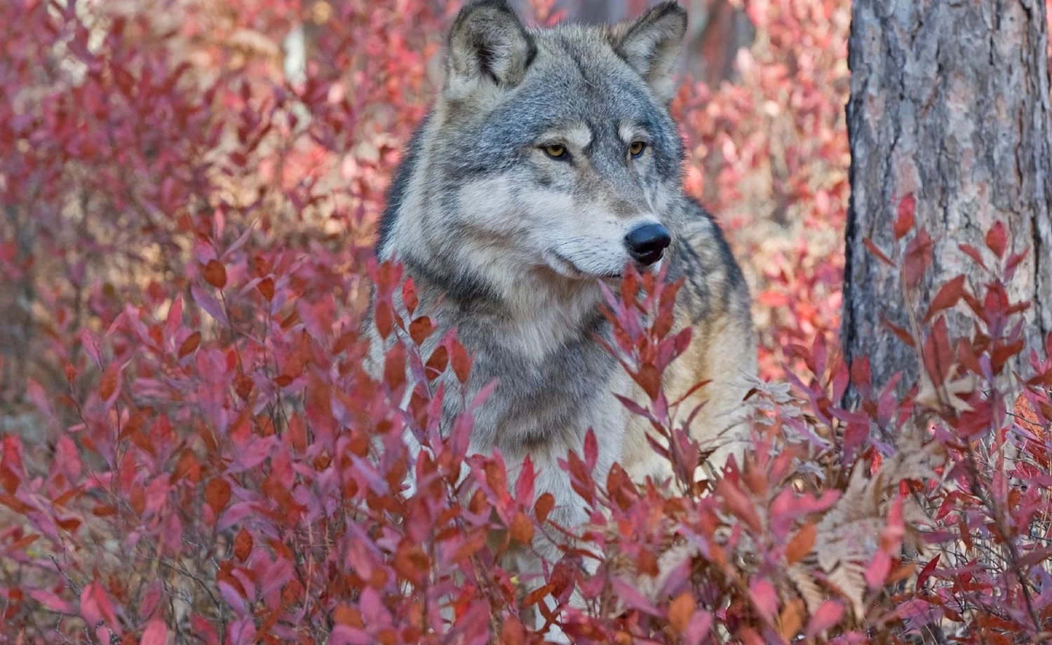 About Pathfinders — Touchstone Distributing, Inc.