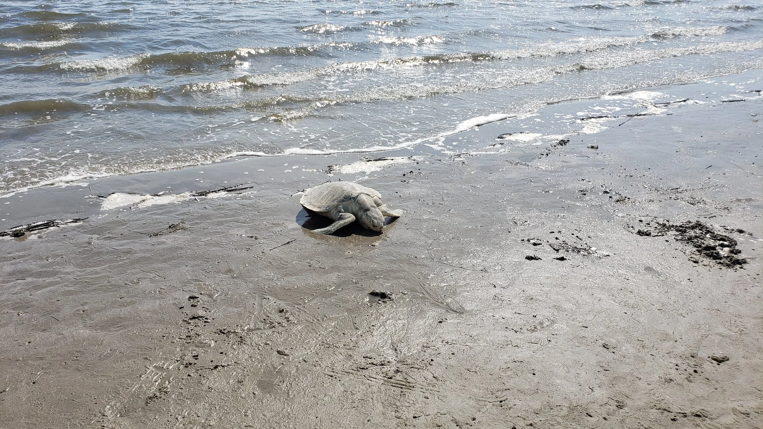 Sea Turtles & Fishing Bycatch — Seabrook Island Turtle Patrol