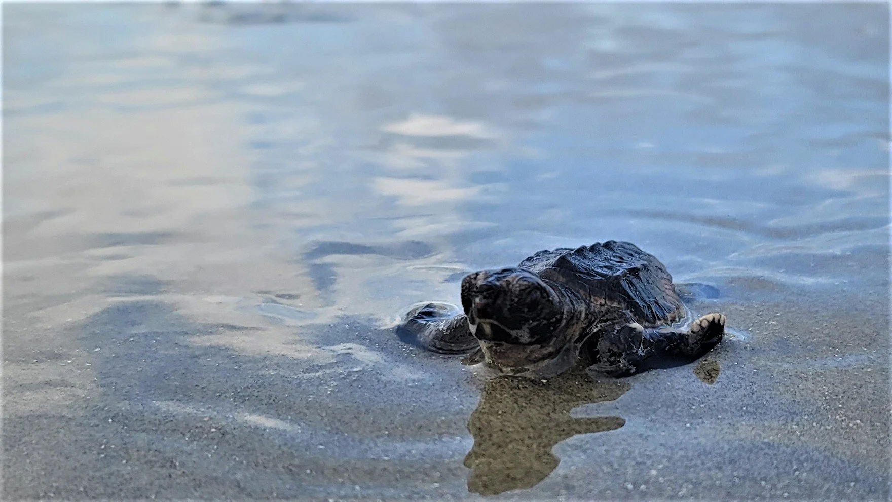Sea Turtles & Natal Homing — Seabrook Island Turtle Patrol