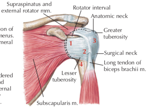 Bicipital Groove Palpation