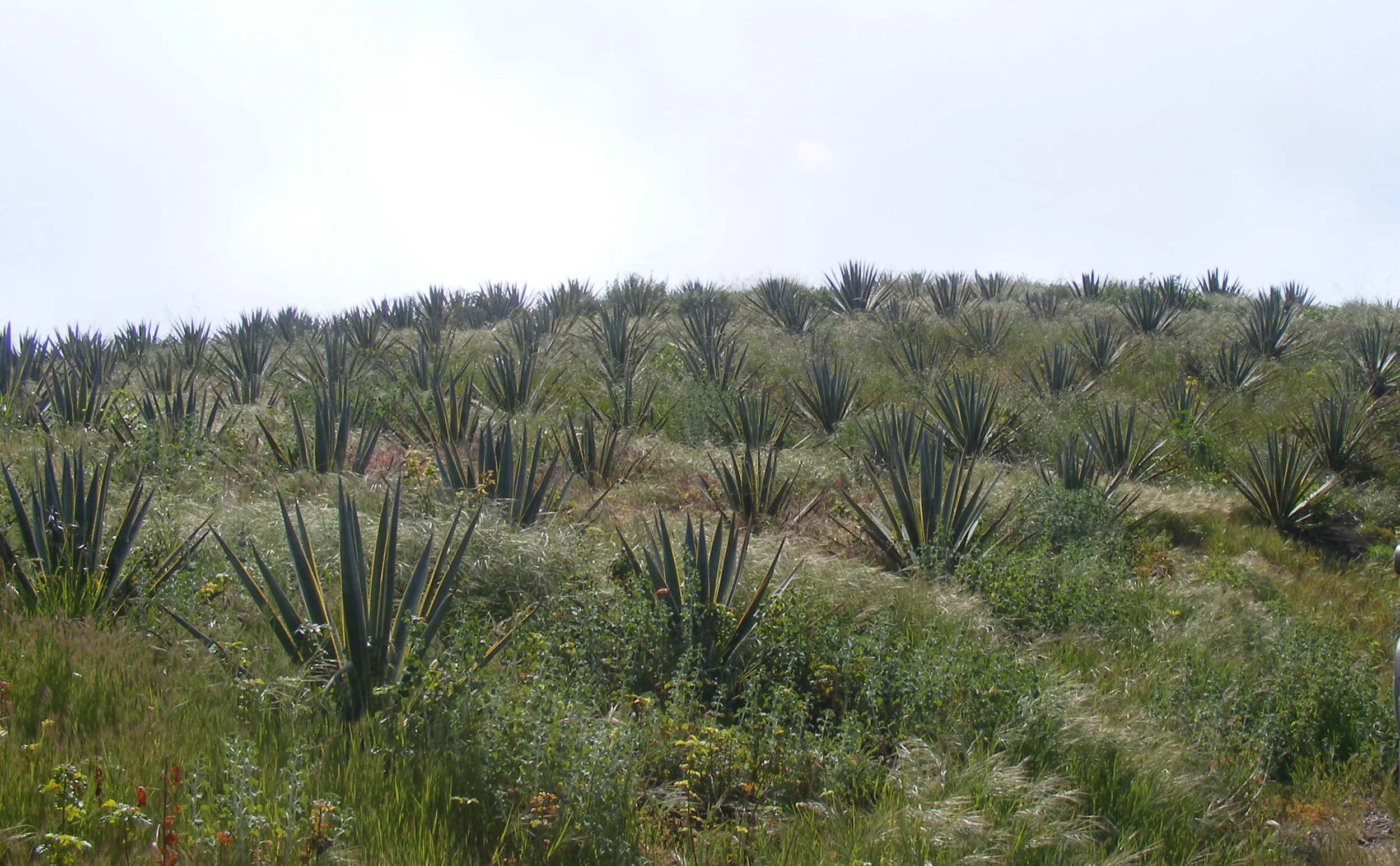 Drylands Farming Company Drylands Farming Company