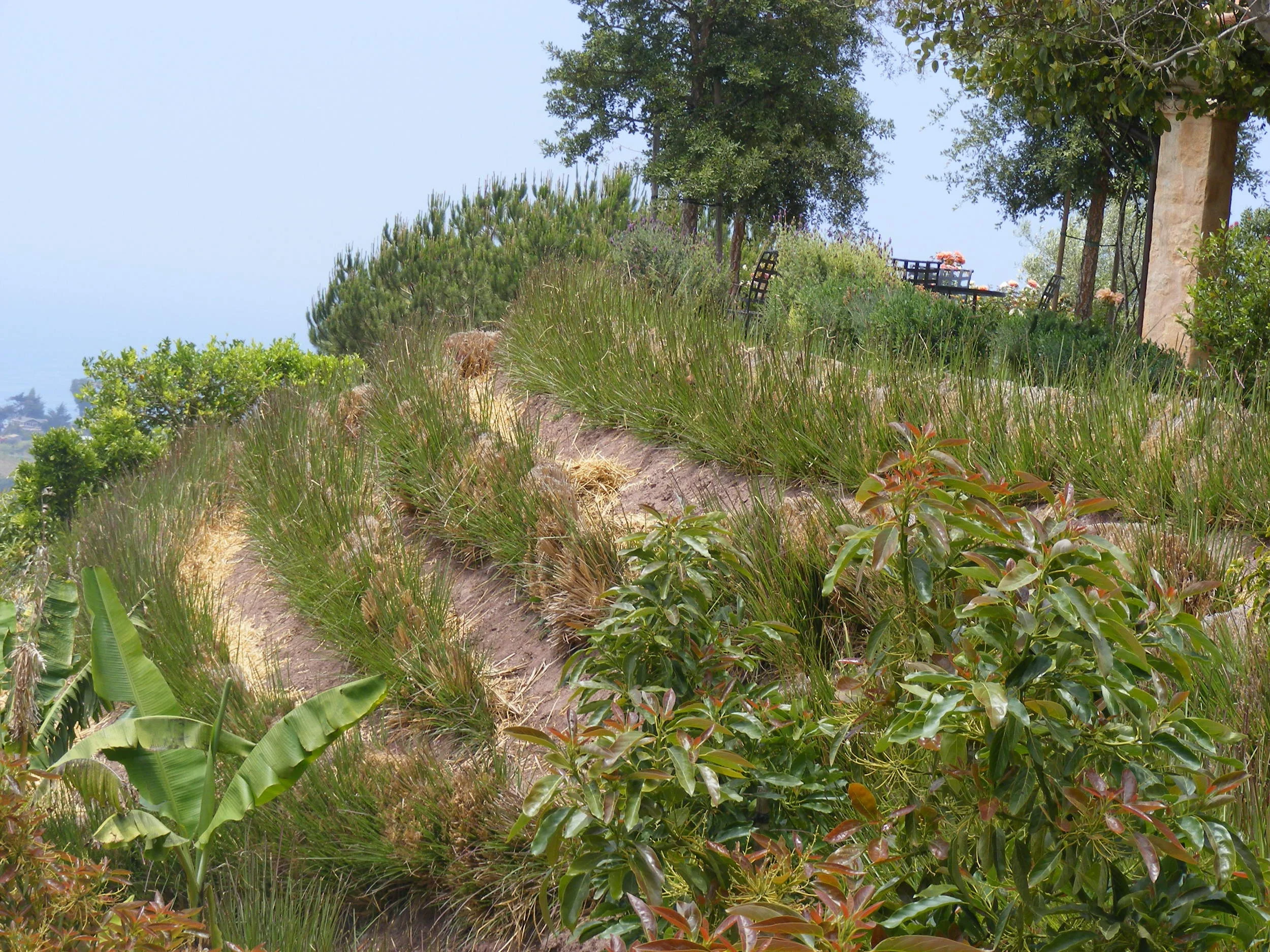 Vetiver Grass — Drylands Farming Company