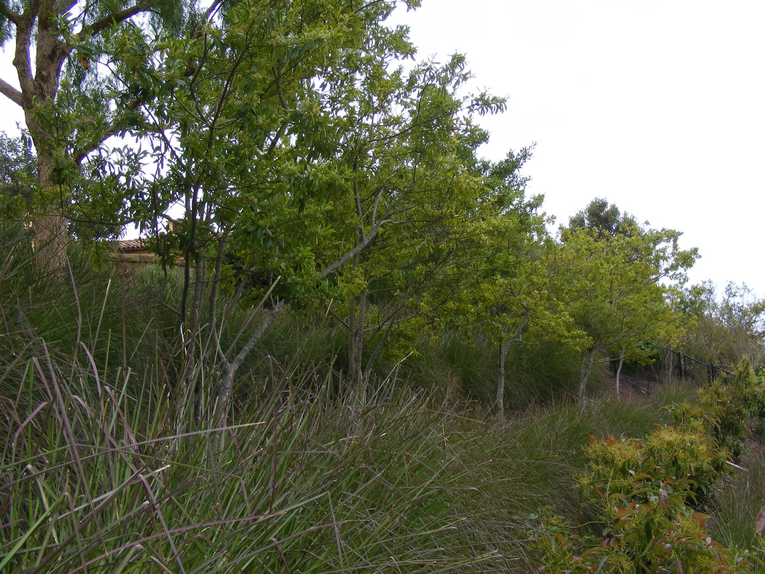 Vetiver Grass — Drylands Farming Company