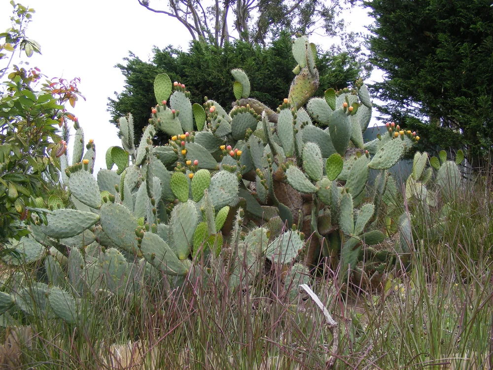 Vetiver Grass — Drylands Farming Company