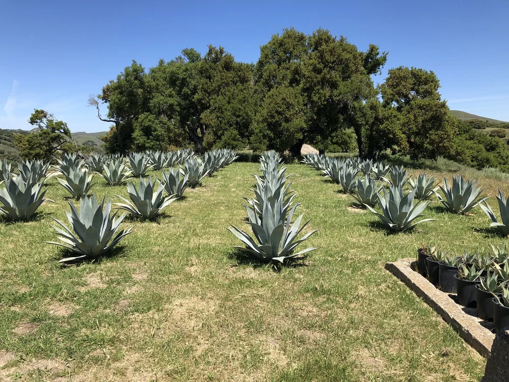 Buy Agave Plants — Drylands Farming Company