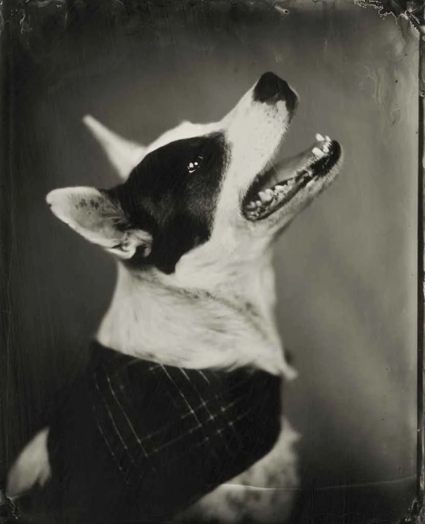 Tintype Portrait Studio FAQ — Penumbra Foundation – Photography Non ...