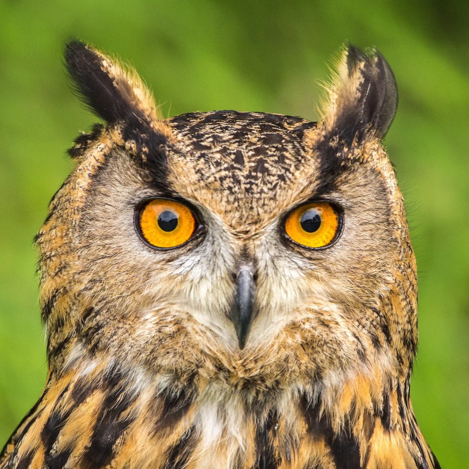 The Asymmetrical Ears of Owls — Science Studios Learning Centre ...