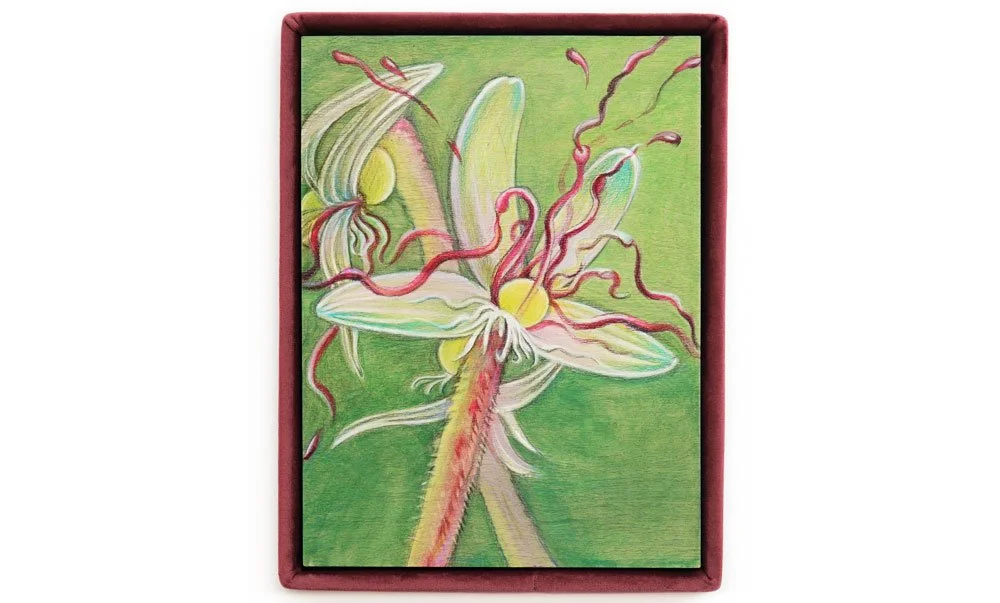 Alina Bliumis - PLANT PARENTHOOD, flowers that have been used to induce ...