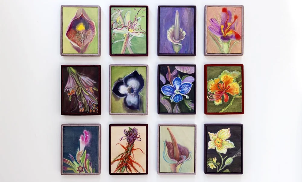 Alina Bliumis - PLANT PARENTHOOD, flowers that have been used to induce ...