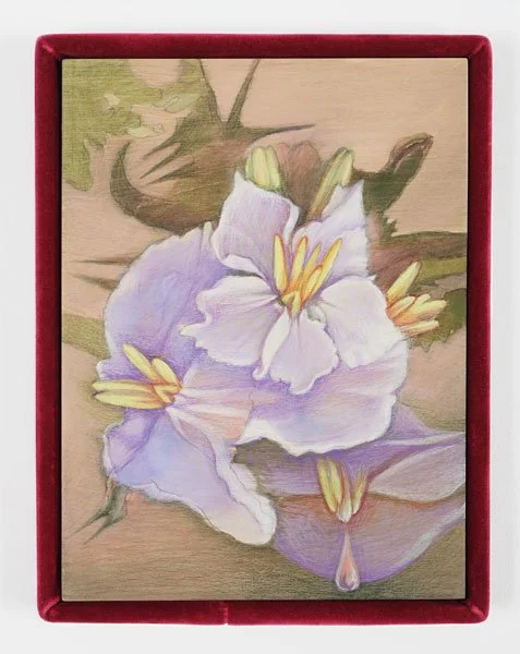 Alina Bliumis - PLANT PARENTHOOD, flowers that have been used to induce ...