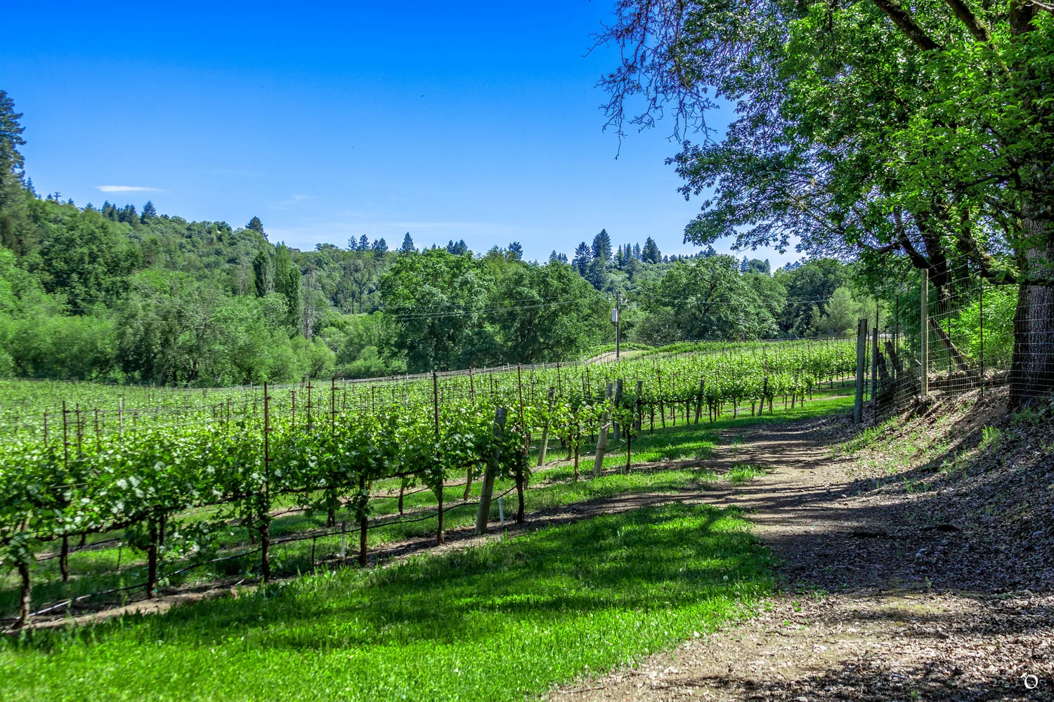 Green Valley Of Russian River Valley - Wine Region Of The Day — Qorkzcru