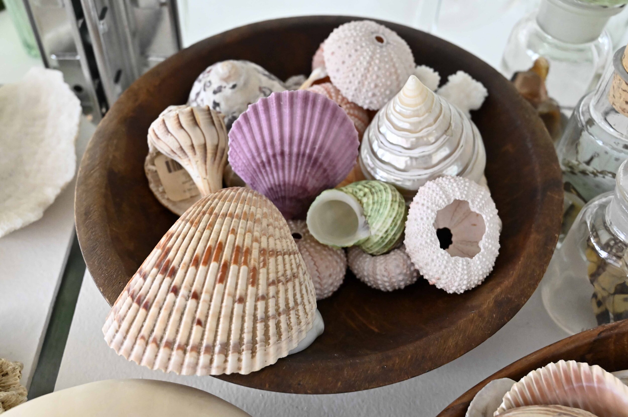 ROCKS, SHELLS + MINERALS — PROP HAUS